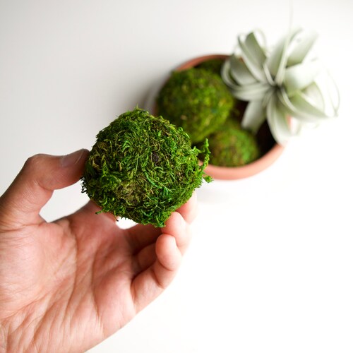 2 Diameter Small Green Round Moss Balls Sold in Sets of - Etsy