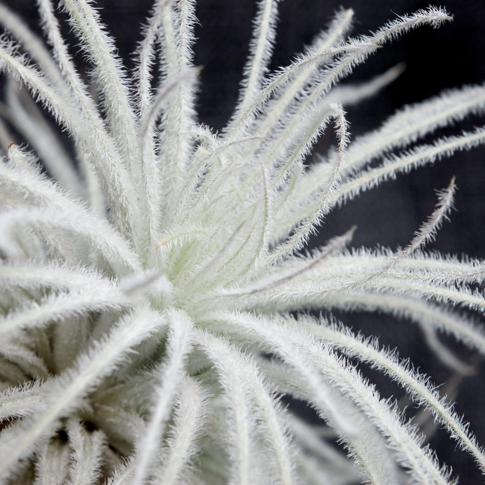 Tillandsia Tectorum Ecuador Fuzzy Snowball - Etsy