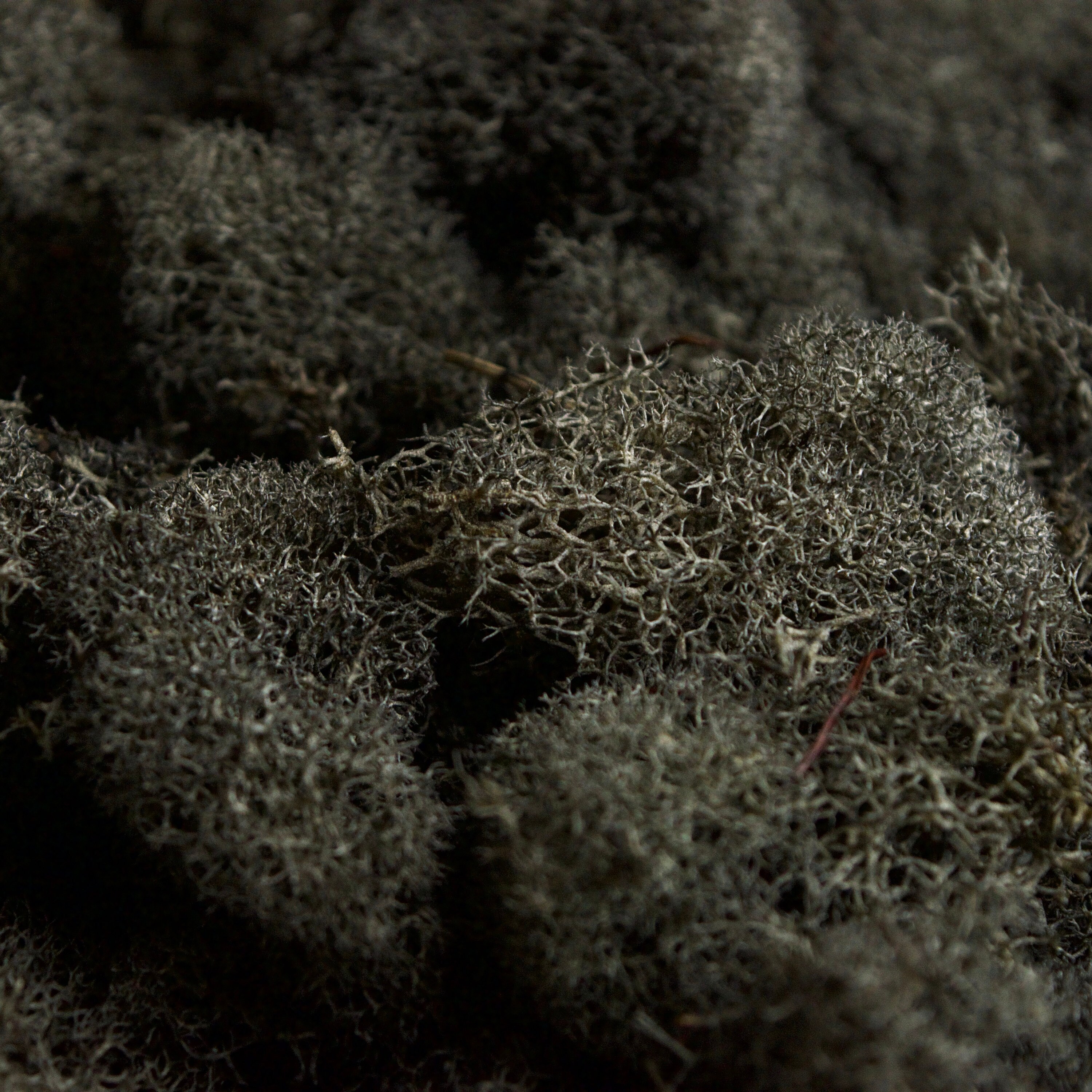 Preserved Reindeer Moss Ash Grey - Etsy