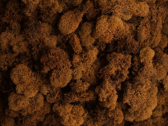 Preserved Reindeer Moss Chestnut | Etsy