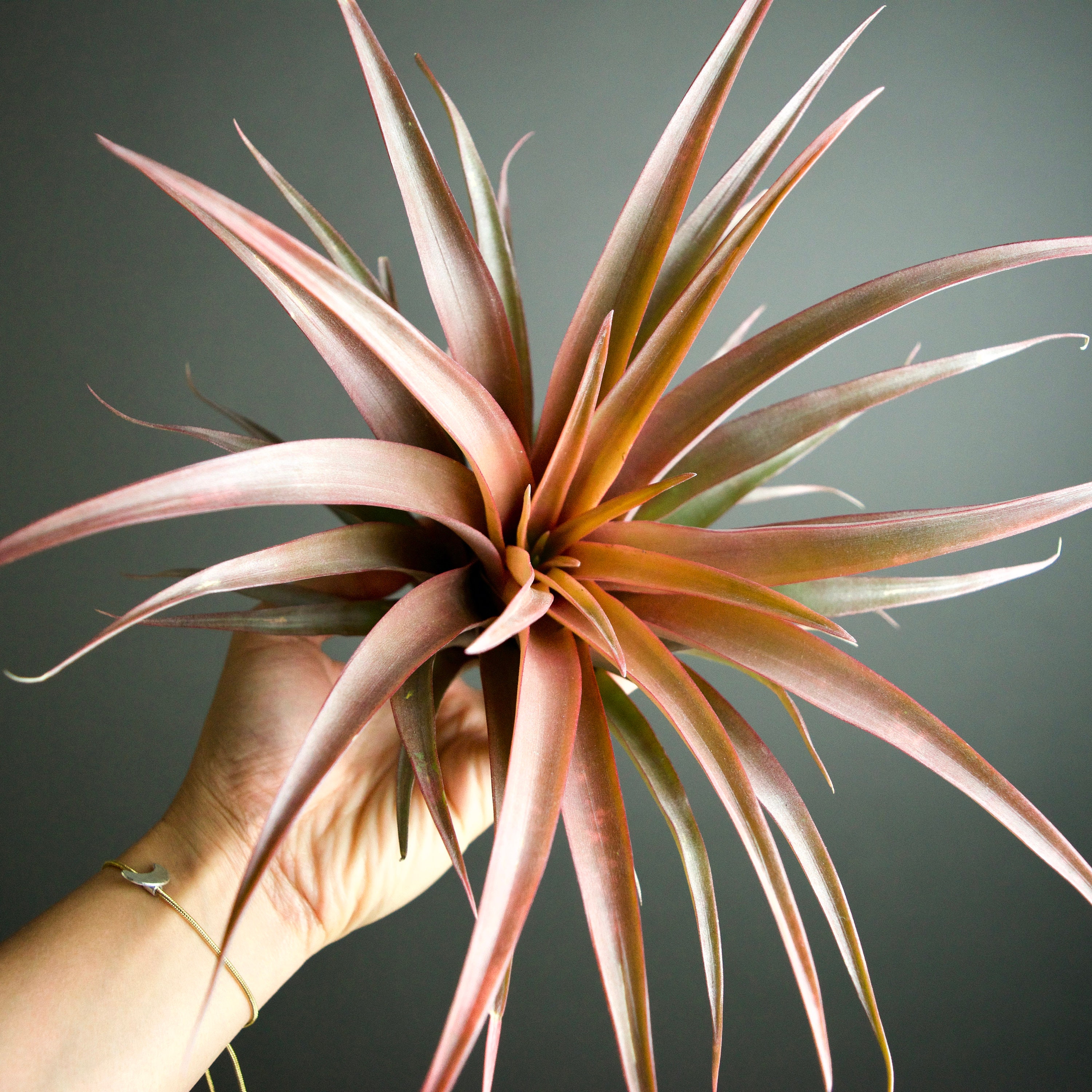 Tillandsia Capitata Red coral Blooms Large Red Air Plant - Etsy