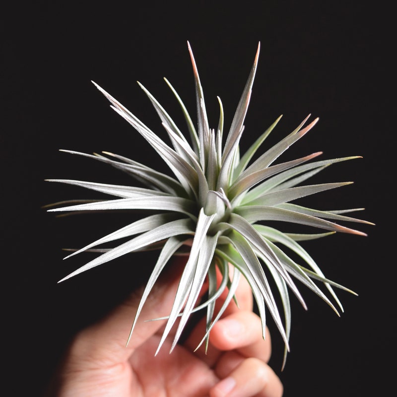 Colorful Air Plants - Etsy