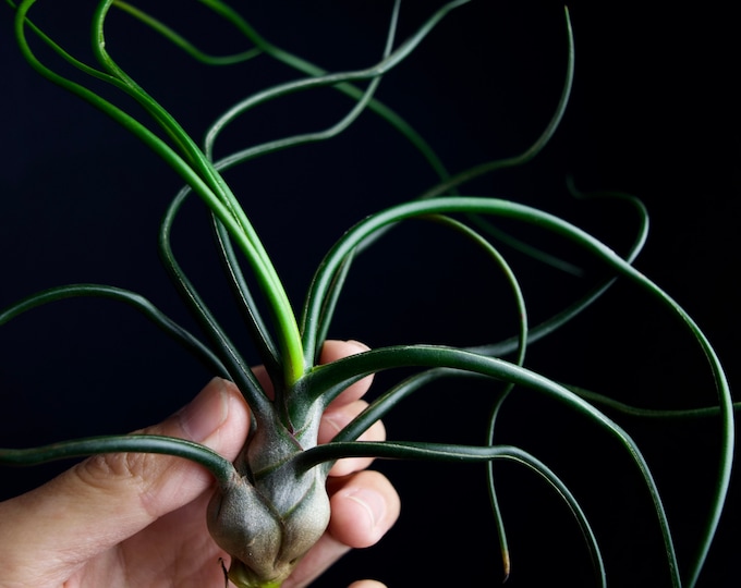 Tillandsia Bulbosa Alien Air Plant - Etsy