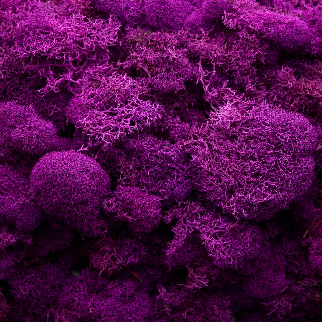 Preserved Reindeer Moss - Plum - Etsy