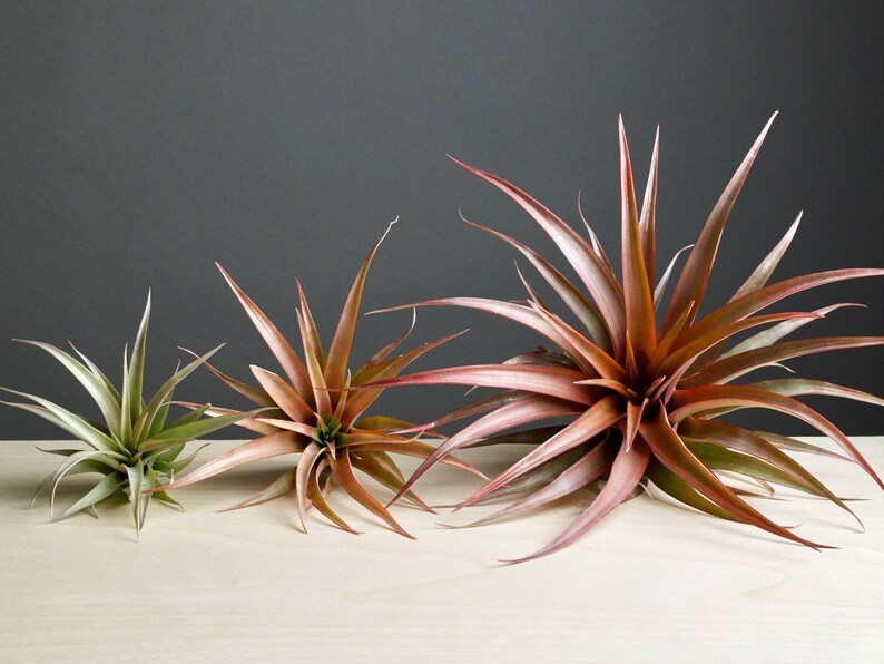 Tillandsia Capitata Red (coral Blooms) | Large Red Air Plant - Etsy