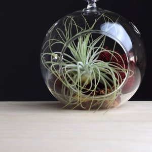 Mini Orb Terrarium Kit - Etsy