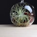 Mini Orb Terrarium Kit - Etsy