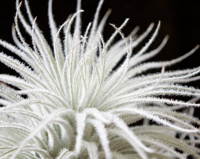 Tillandsia Tectorum Ecuador Fuzzy Snowball - Etsy