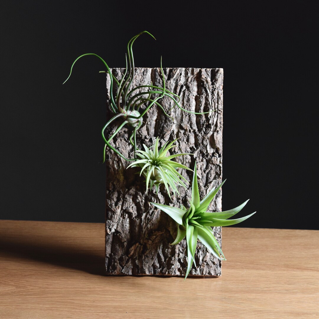 Cork Mount With Air Plants - Etsy