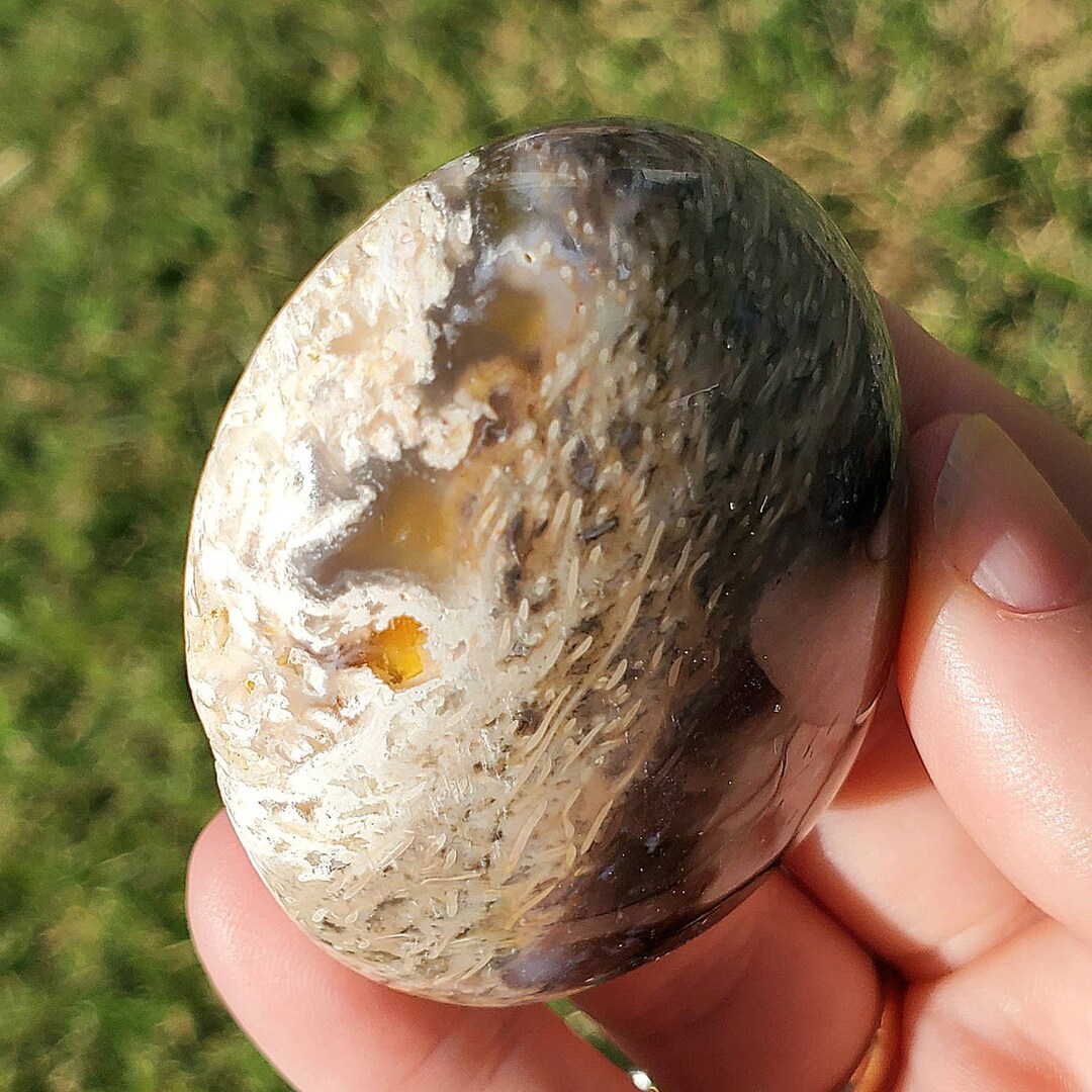 Fossilized Palm Root Palm Stone Indonesia Agate Collectible Quality ...