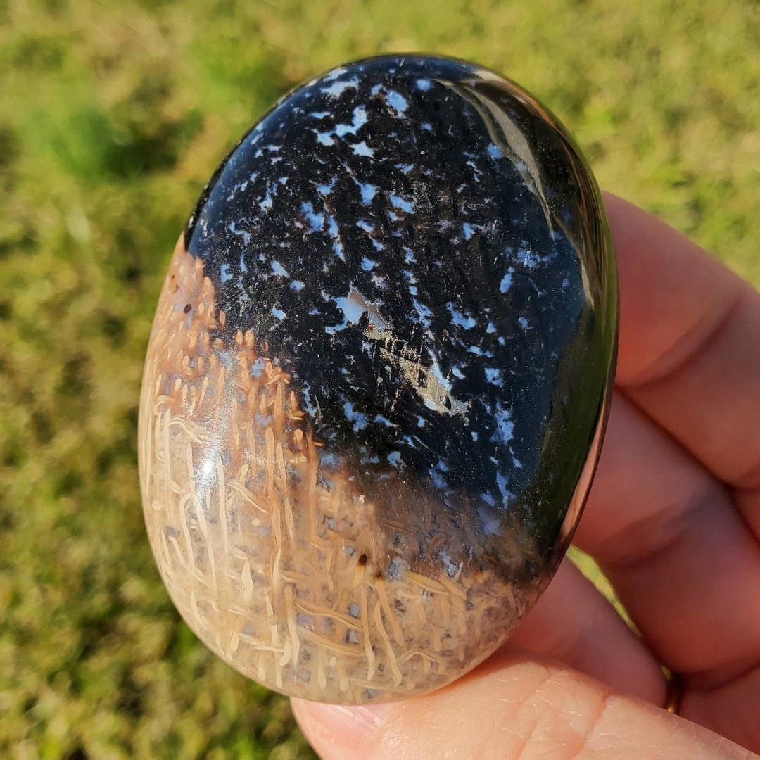 Fossilized Palm Root Palm Stone Indonesia Agate Collectible - Etsy