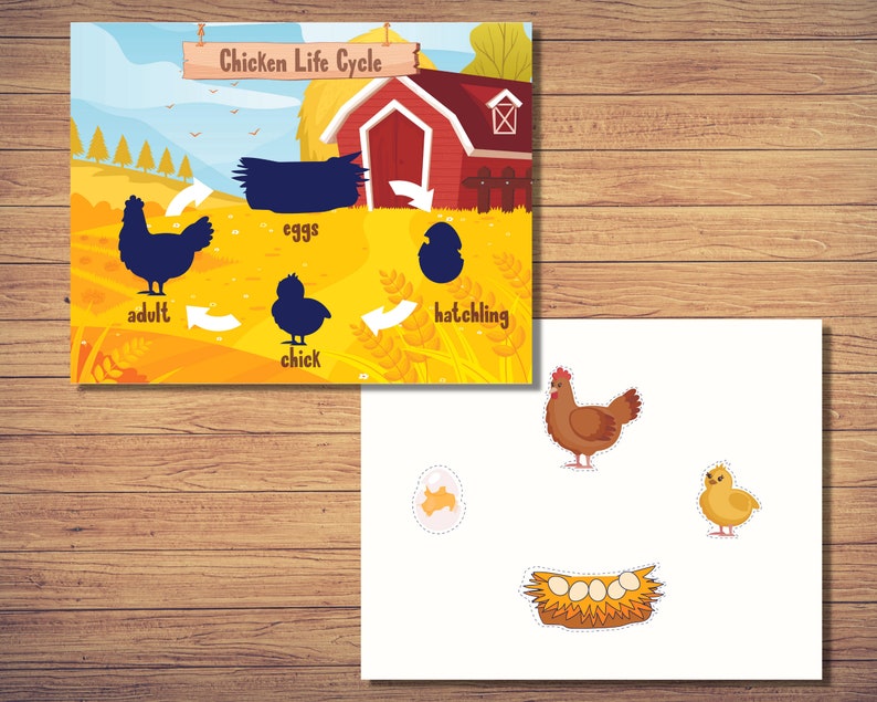 Chicken Life Cycle Printable: Montessori Homeschool Learning (PDF) - Etsy