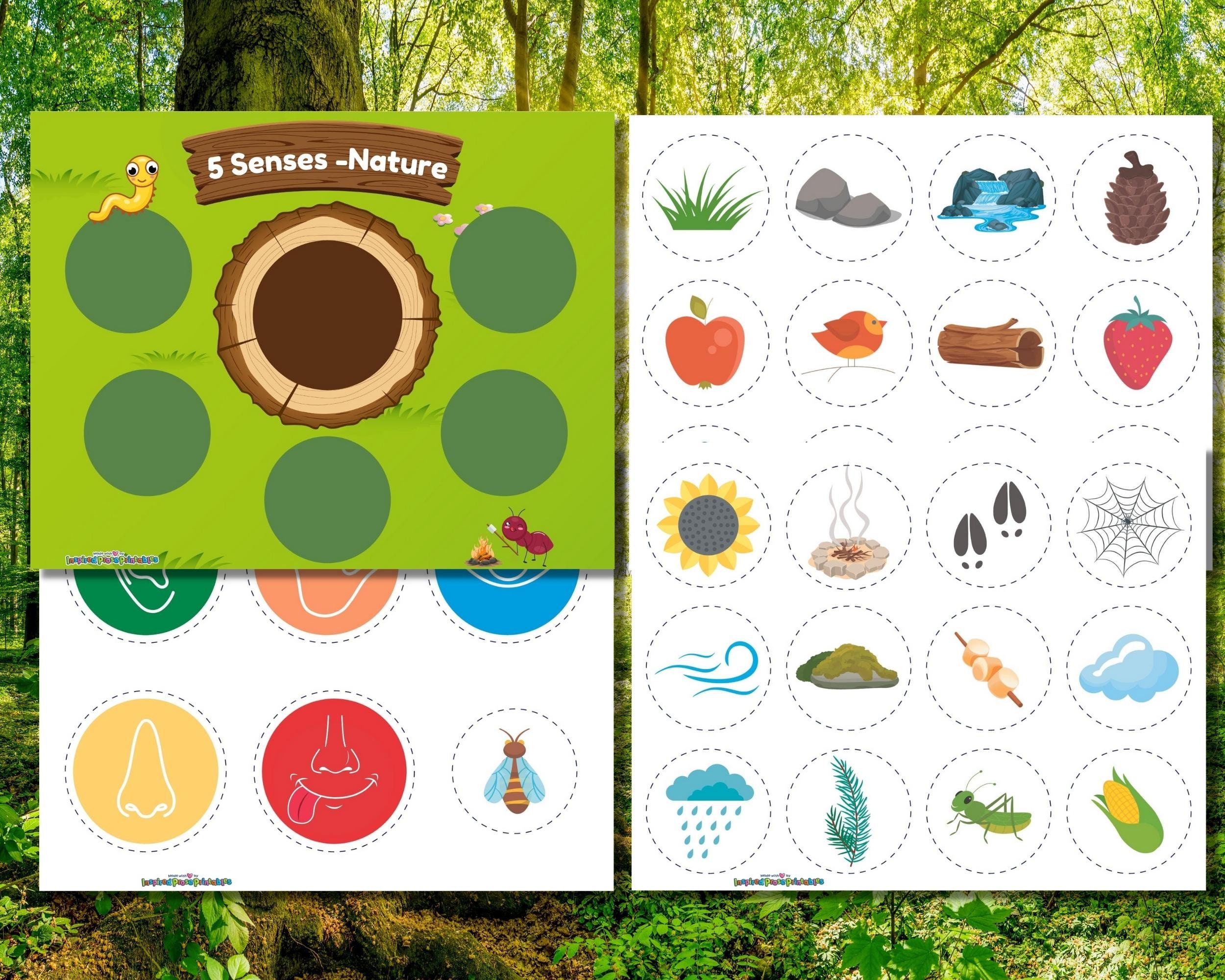 Nature Five Senses Sorting Activity, Human Anatomy, Learn 5 Senses Game ...