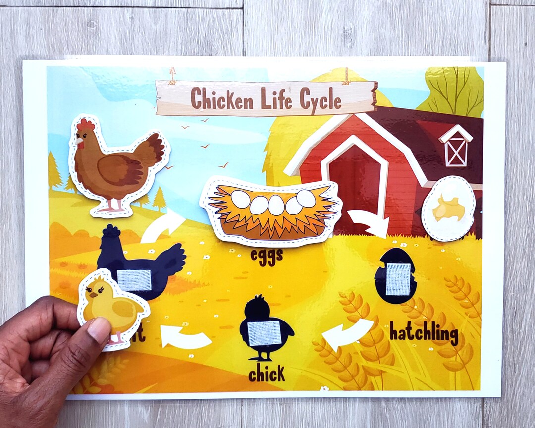 Montessori Life Cycle Board Printable With Animal Chicken for ...