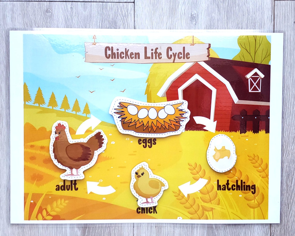 Chicken Life Cycle Printable: Montessori Homeschool Learning (PDF) - Etsy