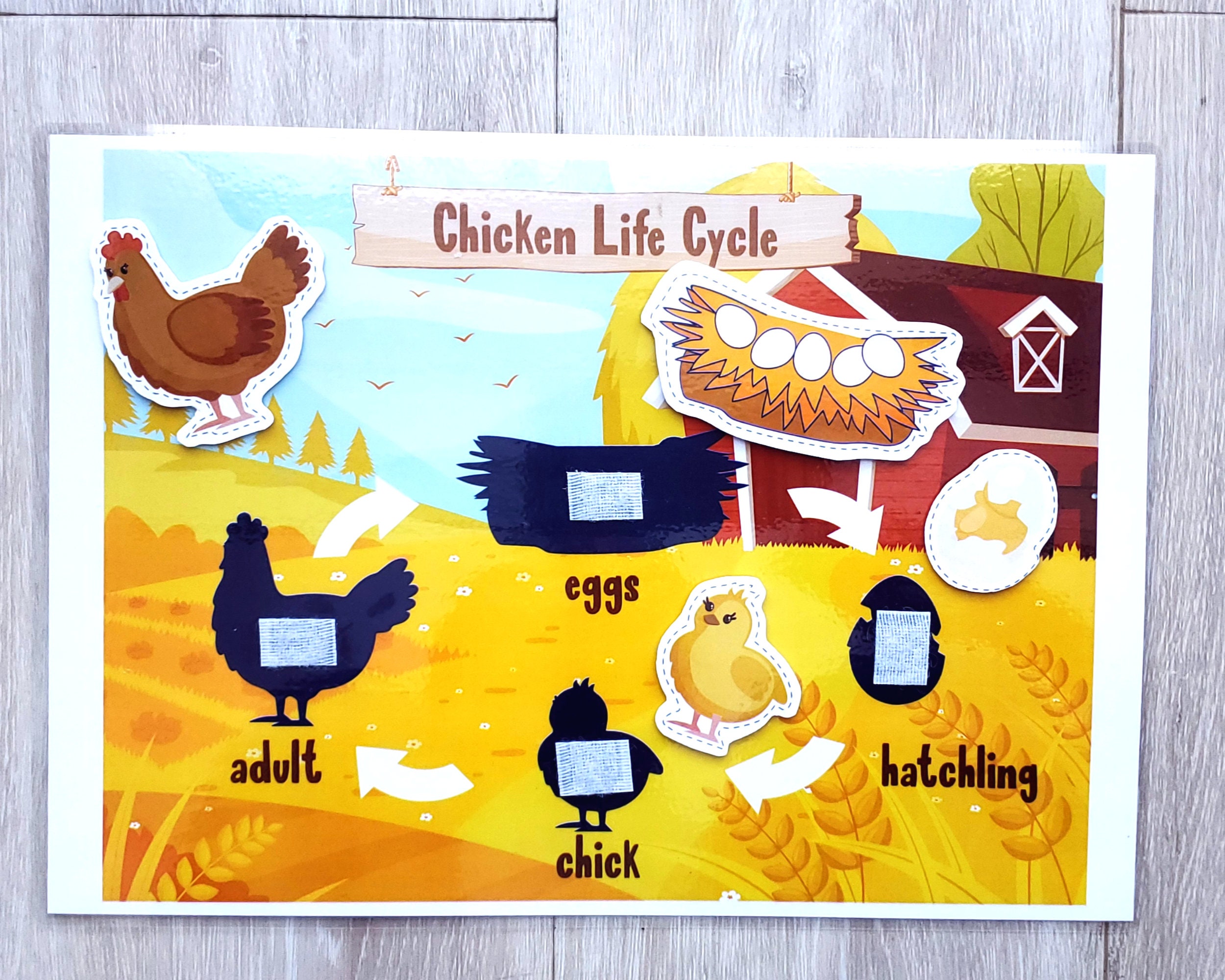 Chicken Life Cycle Printable: Montessori Homeschool Learning (PDF) - Etsy