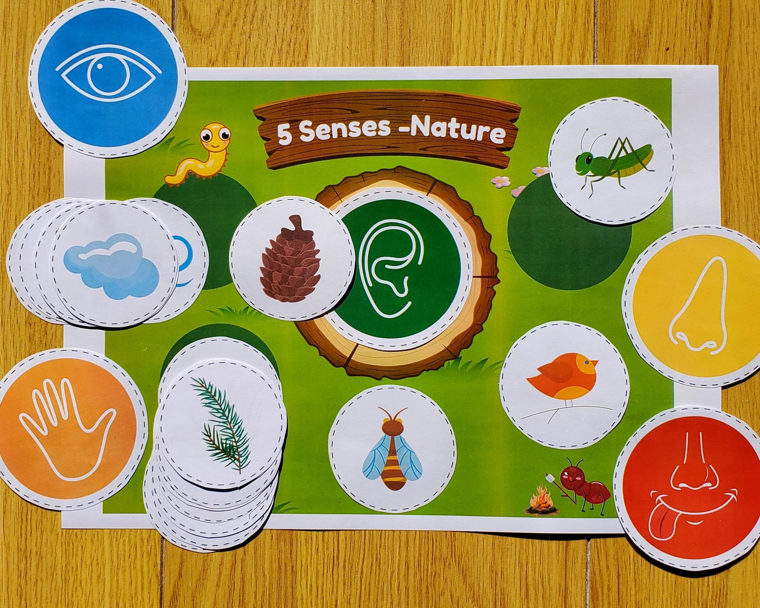 Nature Five Senses Sorting Activity, Human Anatomy, Learn 5 Senses Game ...