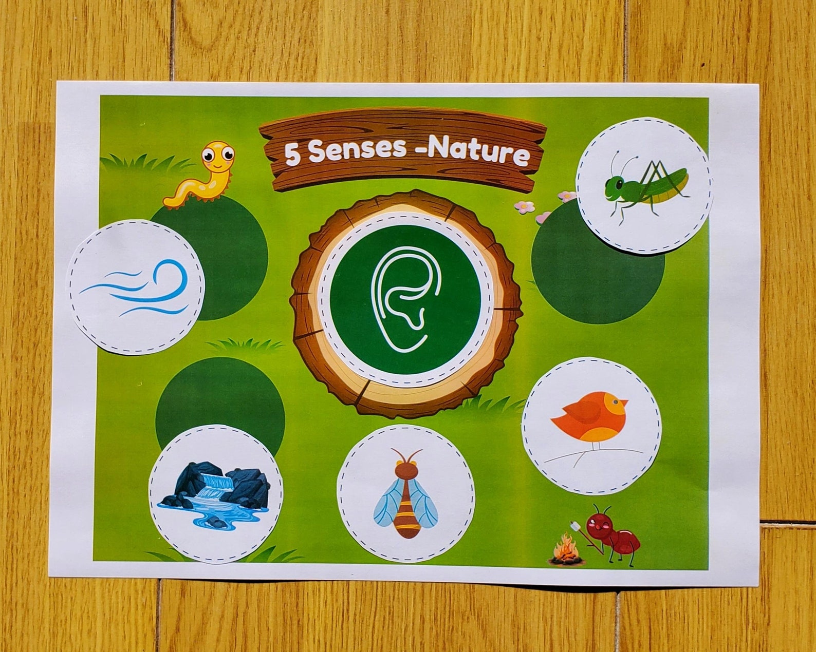 Nature Five Senses Sorting Activity, Human Anatomy, Learn 5 Senses Game ...