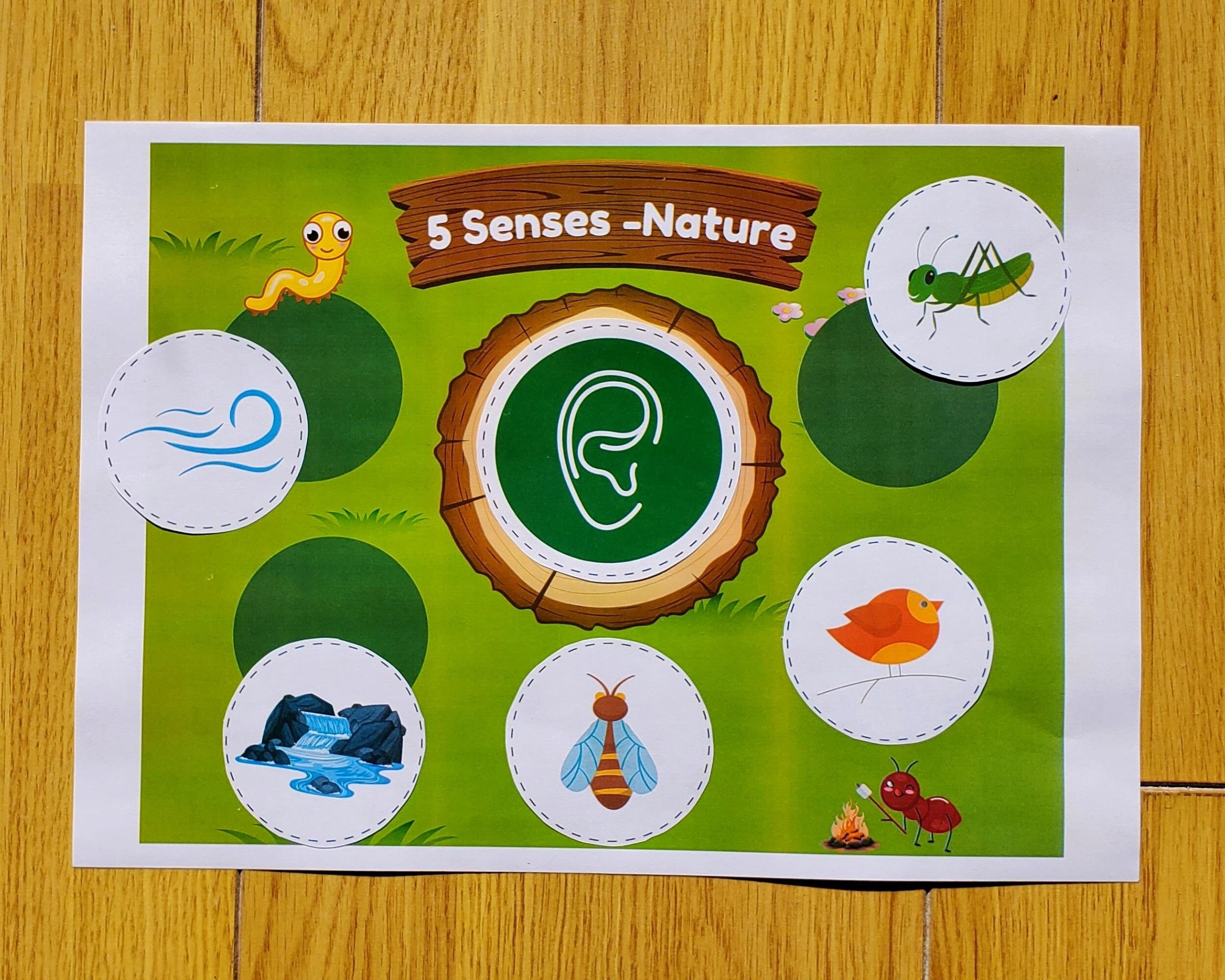 Nature Five Senses Sorting Activity, Human Anatomy, Learn 5 Senses Game ...