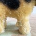 Vintage Steiff Terry Circa 1950, Sweet, Miniature Airedale Terrier Toy ...