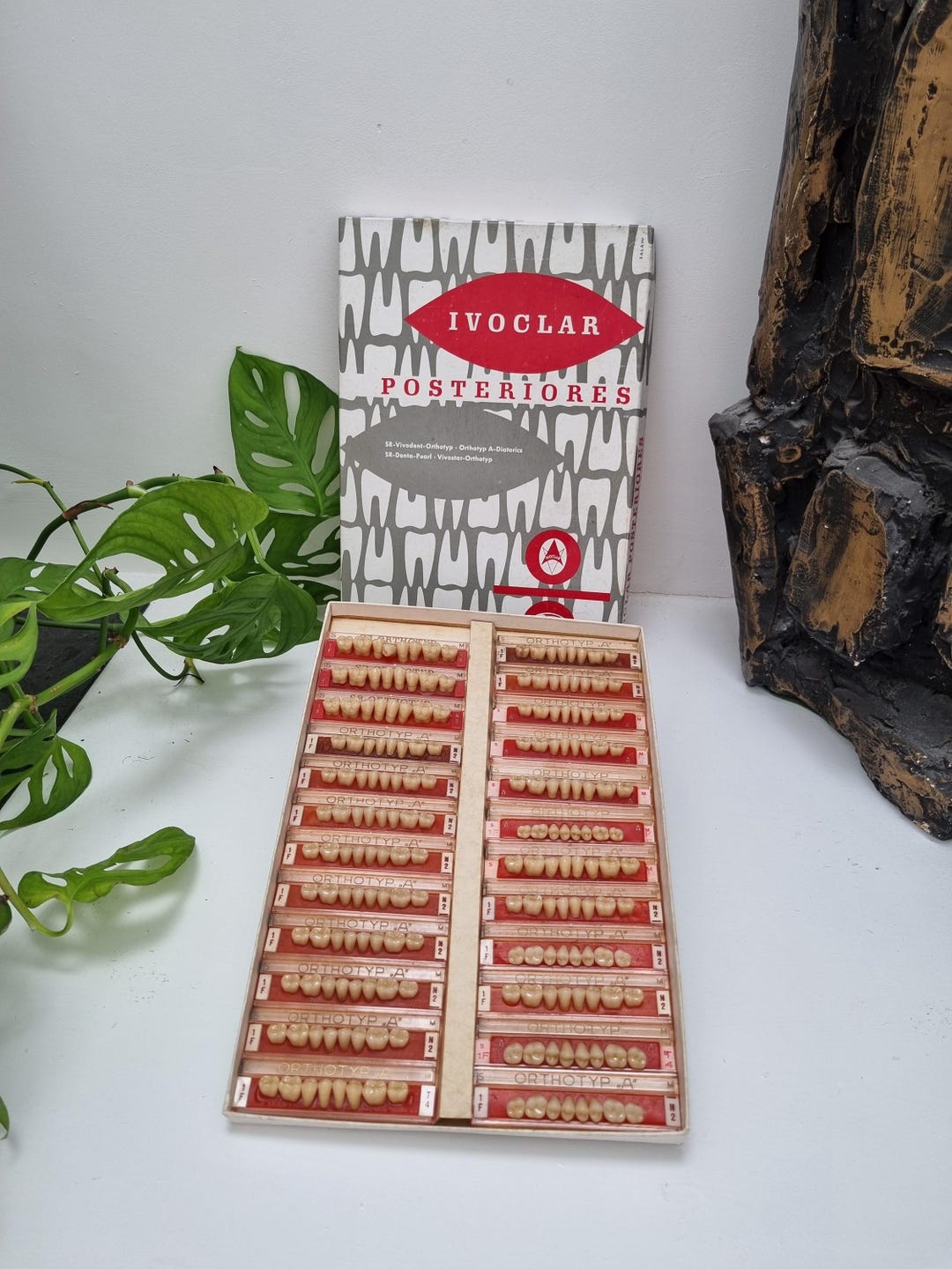 Vintage Artificial Teeth: Acrylic Molars - Ivoclar SR Denta Pearl - Etsy