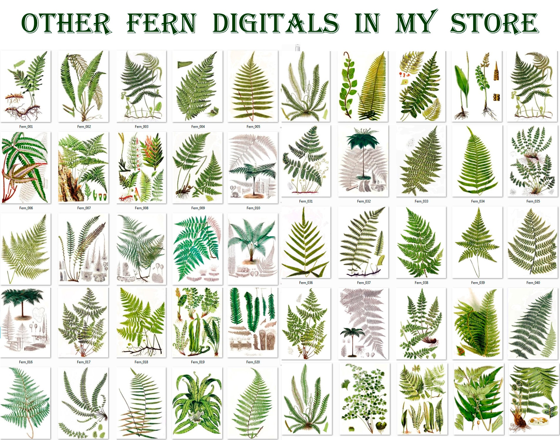 Digital Download Fern JPG Digital Print Fern Digital Art - Etsy