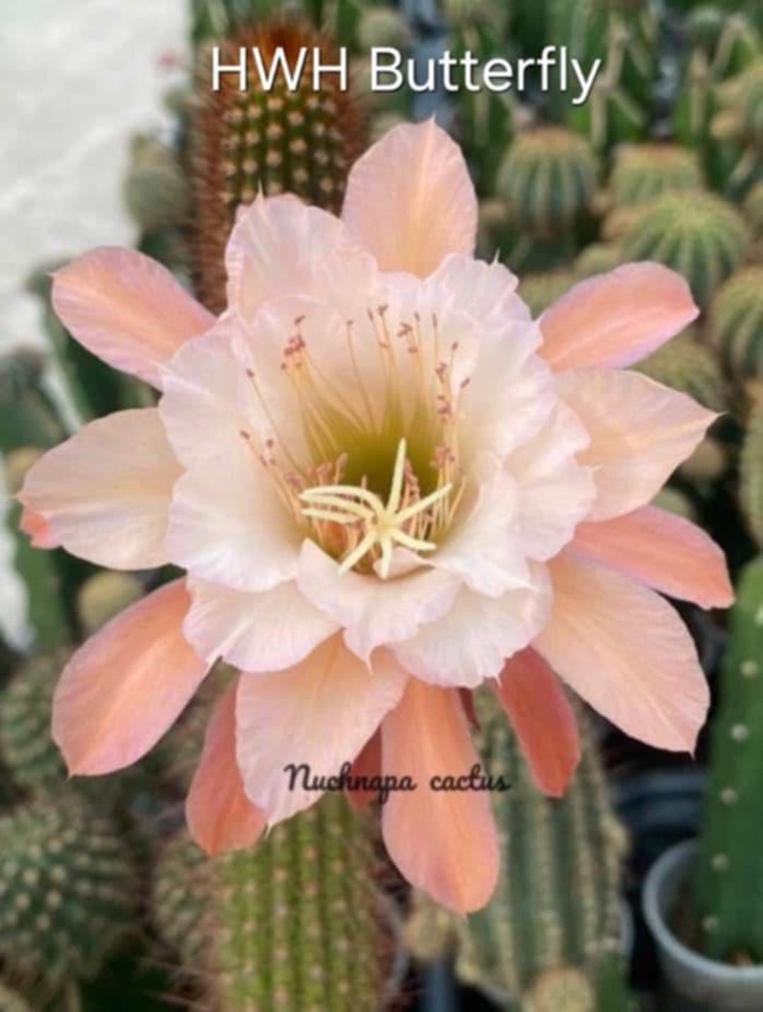 Elegant Hildewintera Hybrid "butterfly" - Etsy