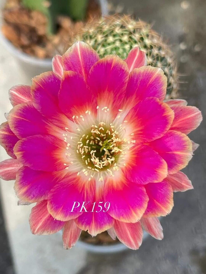 RARE Bi-colored Echinopsis/lobivia SUNNY'S Hybrid Offspring NBC25 - Etsy
