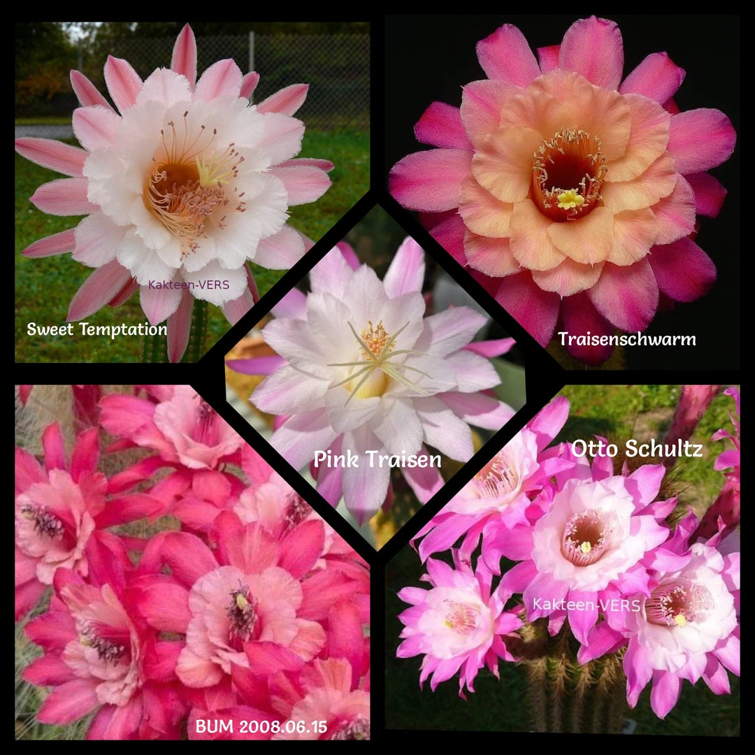 RARE Beautiful Hildewintera Hybrids otto Schultz, pink Traisen ...