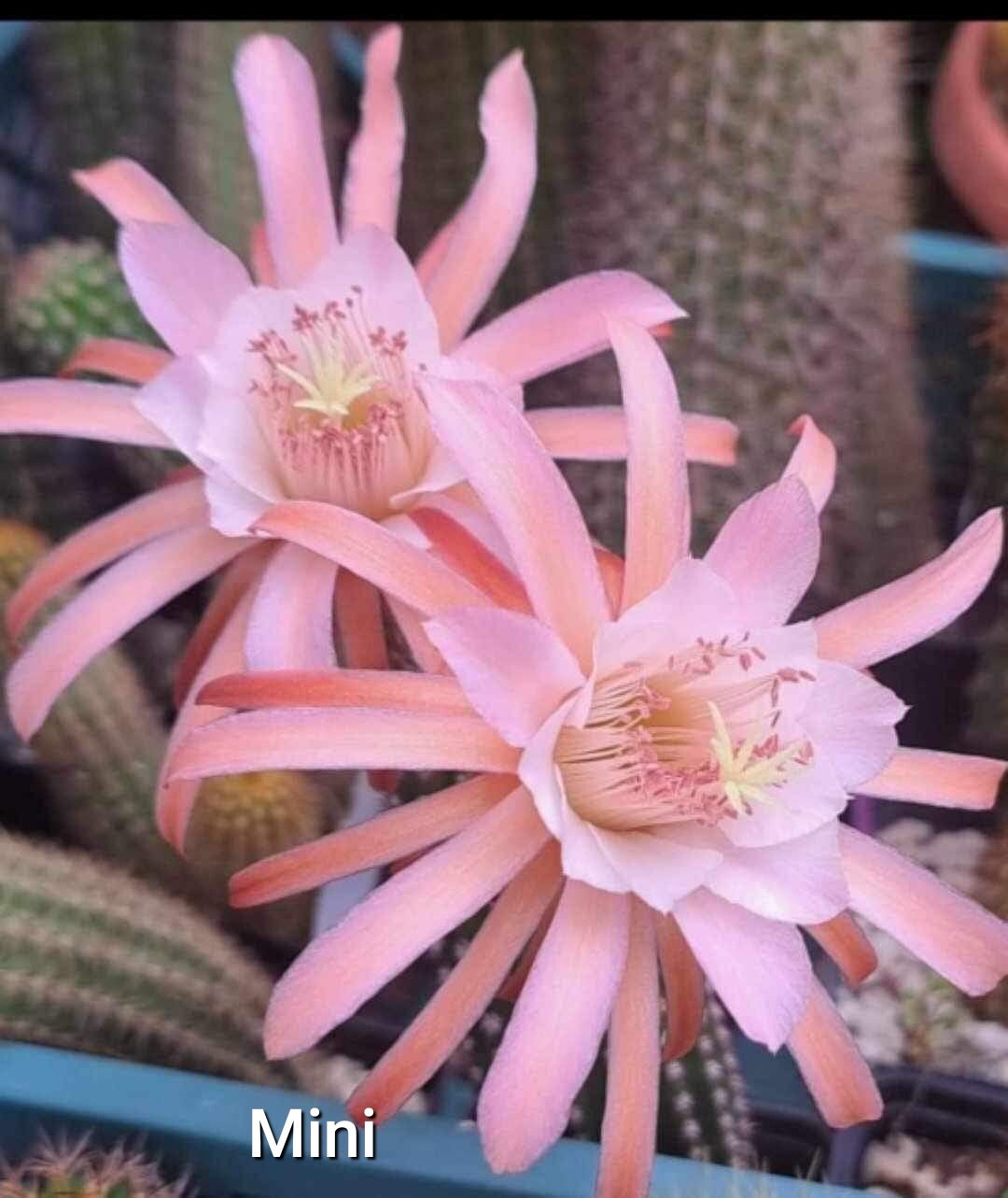 RARE Beautiful Sought-after Hildewintera Hybrids traisenfee, mini ...