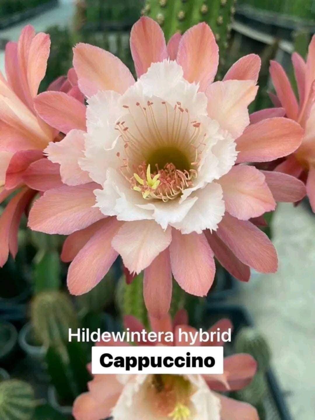 Soft Hildewintera Hybrid "cappuccino" - Etsy