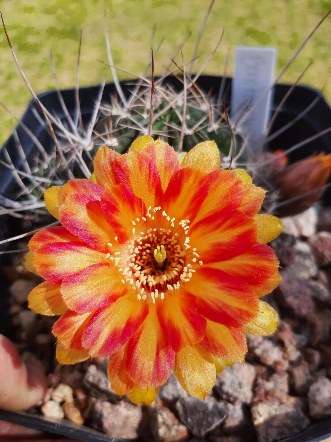 RARE Bi-colored Lobivia Hybrid "born to Be Wild" Unrooted for Low Price ...