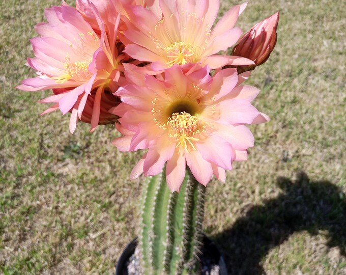 Trichocereus Cv 'western Peach' Offsets Producing 5 Inch Clusters of ...