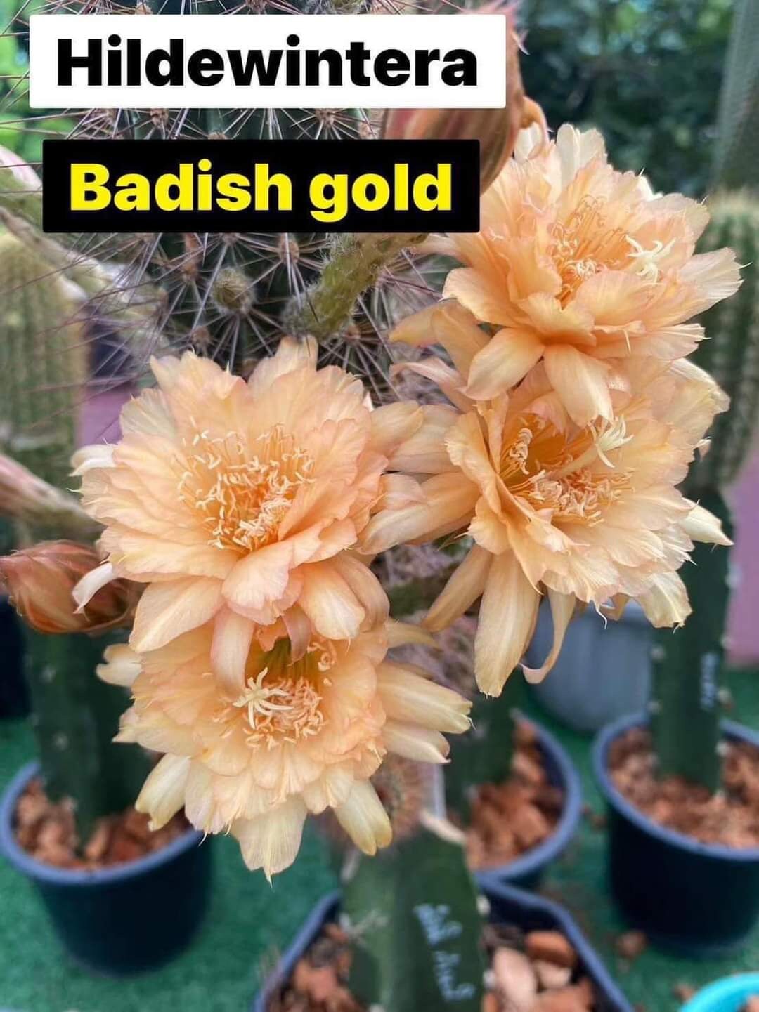 NEWLY RELEASED Rare Beautiful Sought-after Hildewintera Hybrid "badisch ...