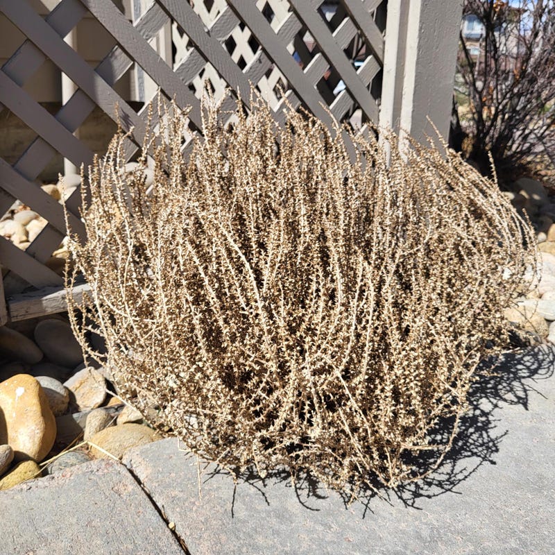 Tumbleweeds - Etsy