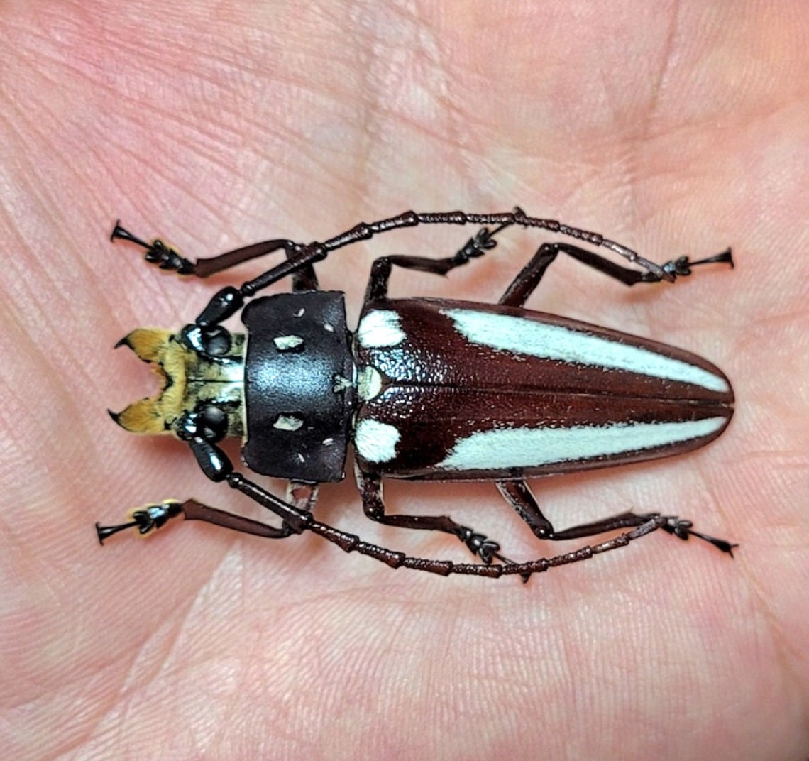 Prioninae - Callipogon Lemoinei Male 46mm A1 From Venezuela!! - Etsy