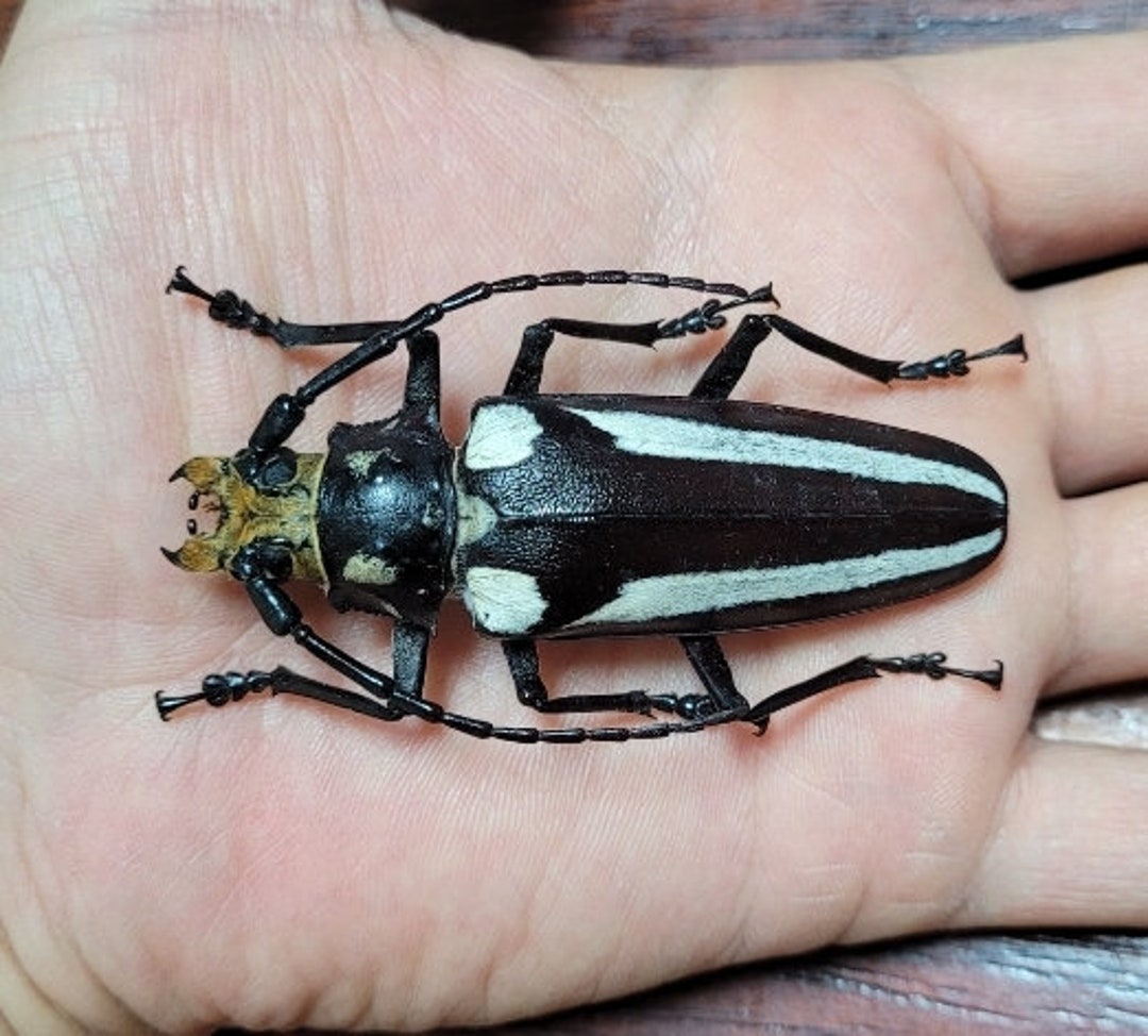 Prioninae- Callipogon Lemoinei Female 69mm A1 From Colombia!! - Etsy