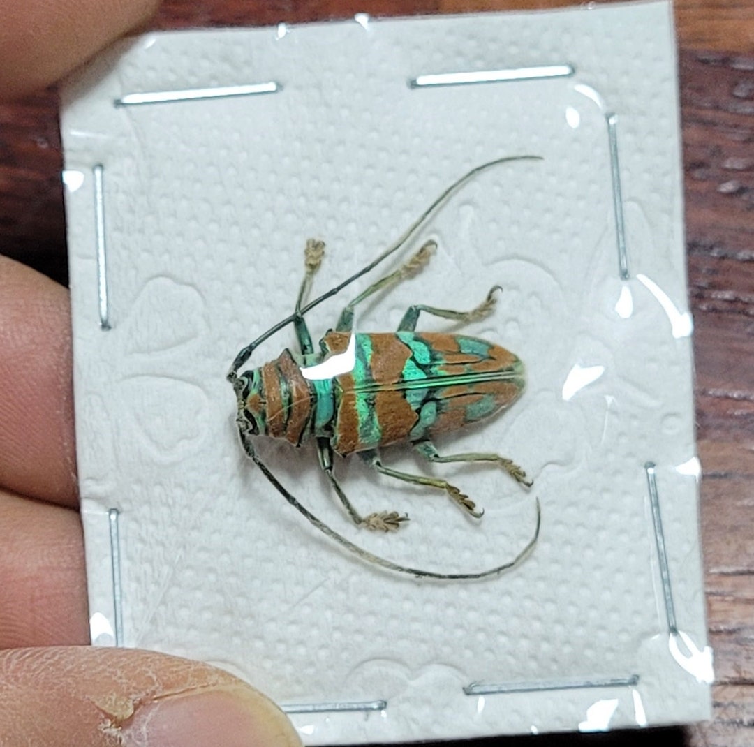 Cerambycidae - Sternotomis Pulchra 20mm A1 Real Insectos Insects Togo ...