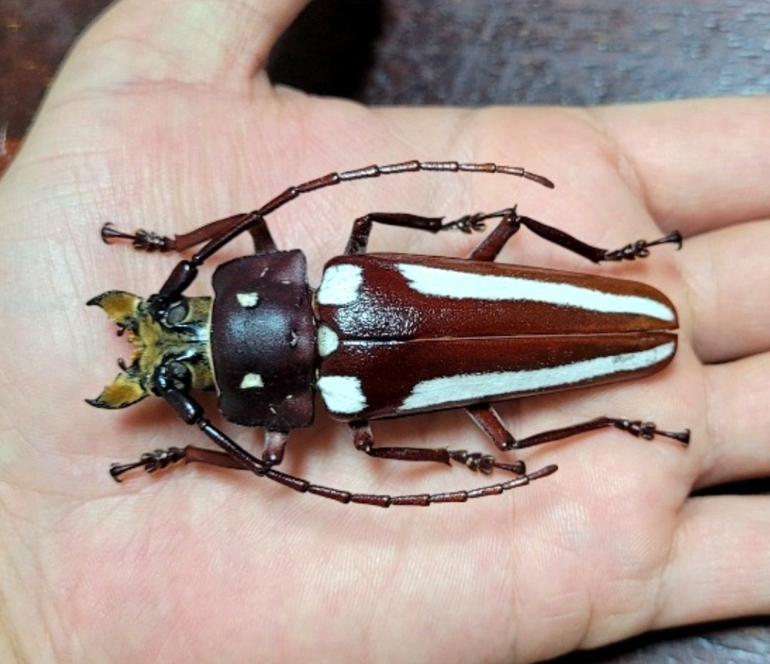 Prioninae - Callipogon Lemoinei Male 74mm A1 From Otanche,colombia!! - Etsy