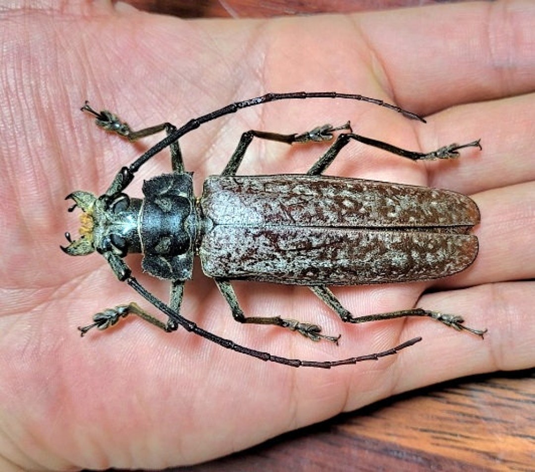 Prioninae - Callipogon Proletarium (syntype) 73mm A1 From Puerto Rico ...