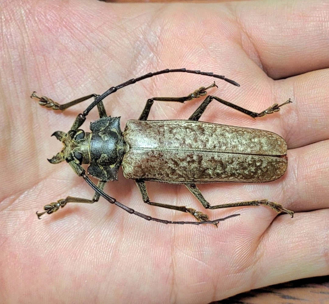 Prioninae- Callipogon Proletarium 55mm (syntype) Male A1 From Puerto ...