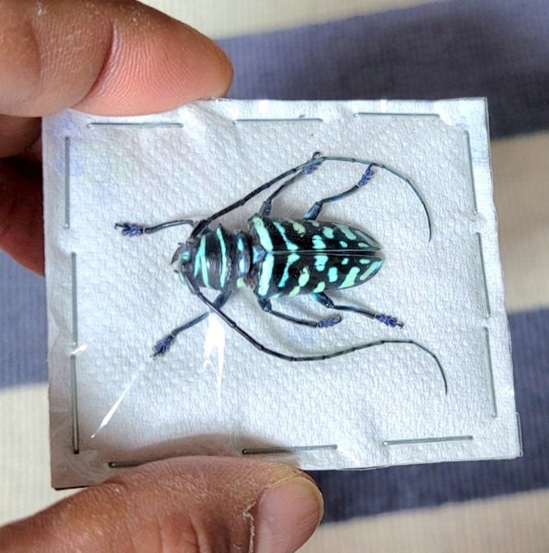 Cerambycidae - Sternotomis Virescens 29mm A1 Real Insectos Insects Togo ...