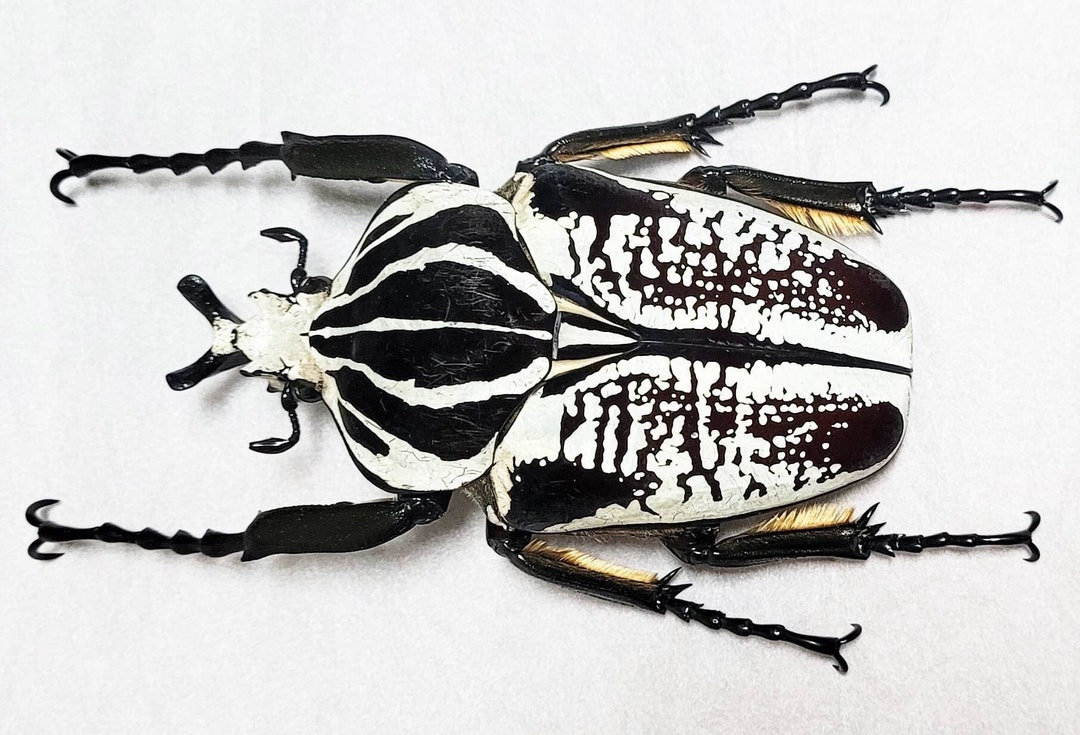 Goliathini Goliathus Goliathus Albatus Undulus Male A1 88mm - Etsy