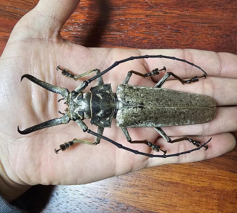 Prioninae - Callipogon Limonovi Giant Male 107mm A1 From Domincan Rep ...