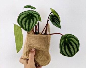 Burlap Pot - Etsy