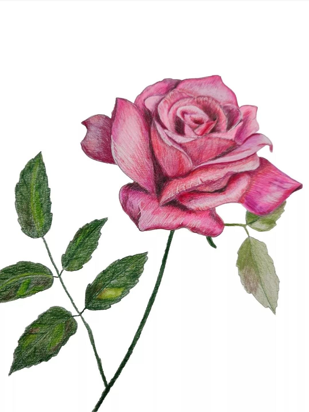 Rose Drawing, Picture, Color Pencil, Original Art, Good Energy - Etsy