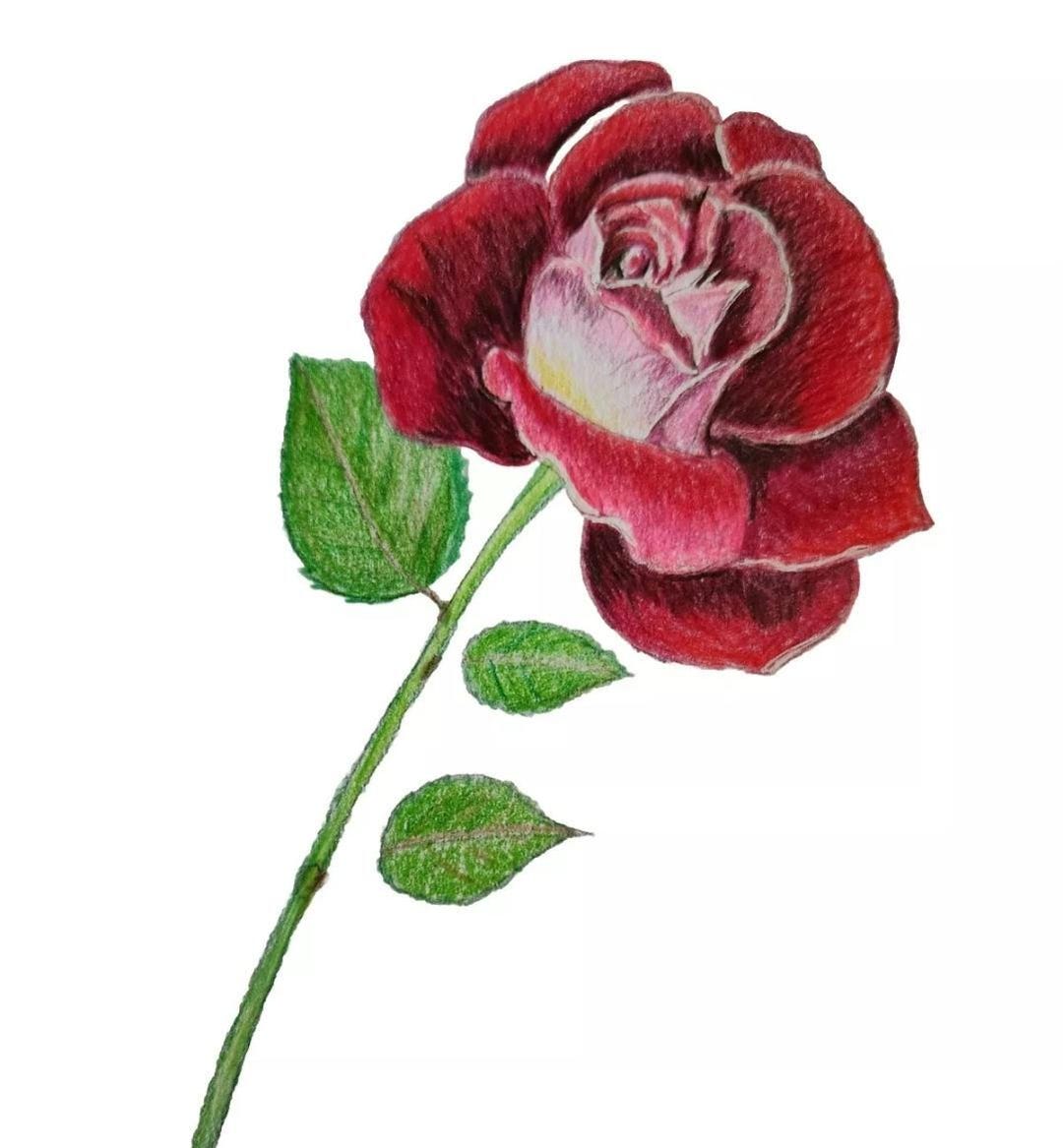 Red Rose Drawing, Picture, Color Pencil, Original Art, Good Energy - Etsy