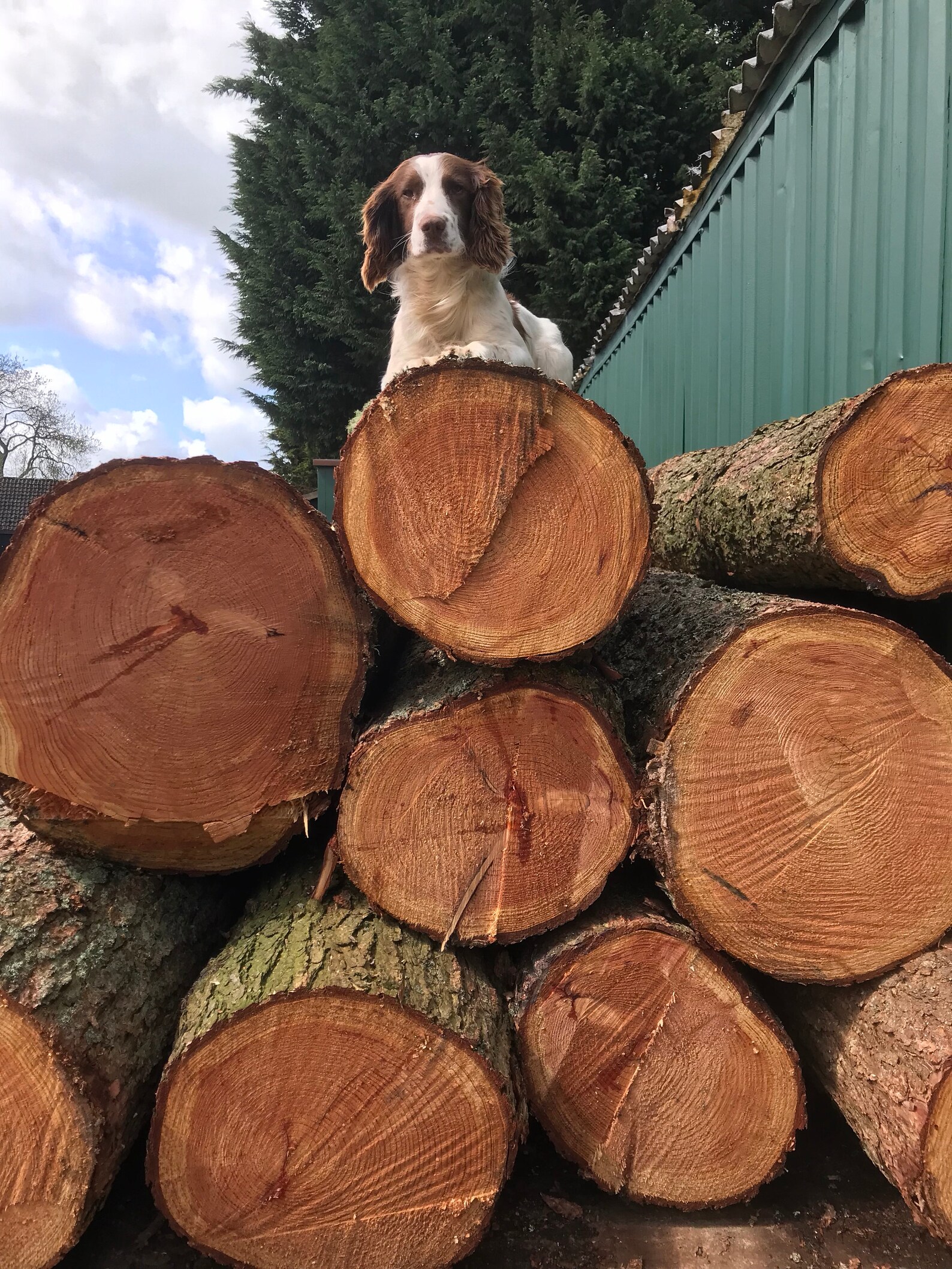 Gorgeous 18 Rustic Log Slice X 4 Thick Ideal for - Etsy UK