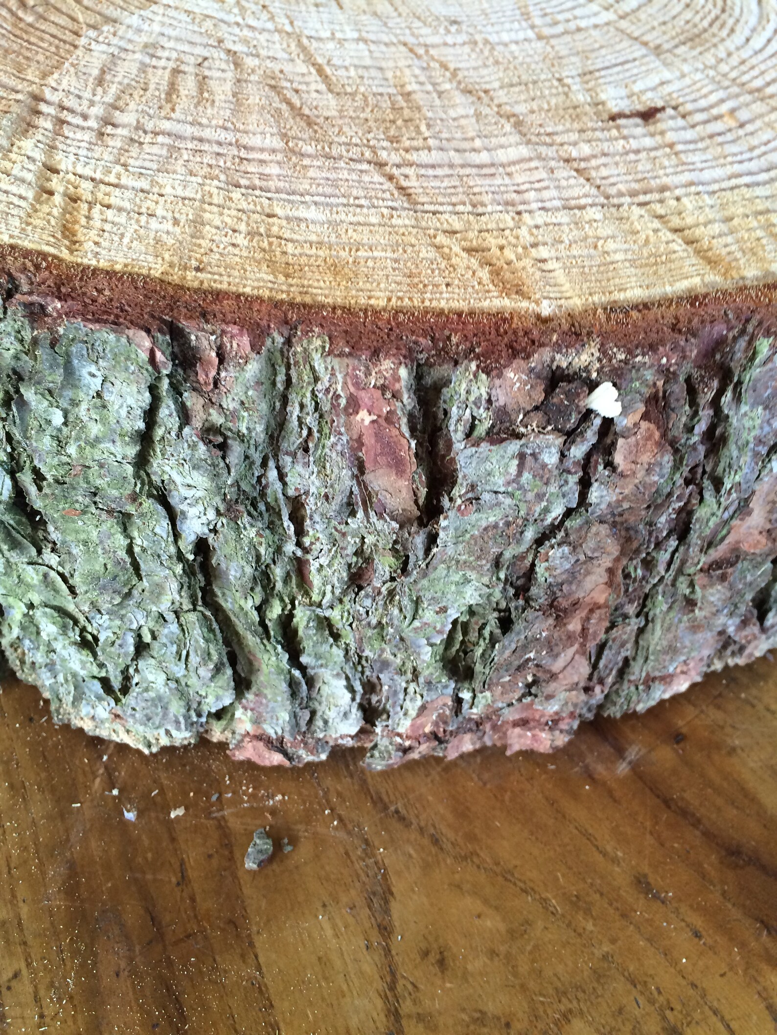 Gorgeous 14 15 Diameter Rustic Log Slice X | Etsy UK