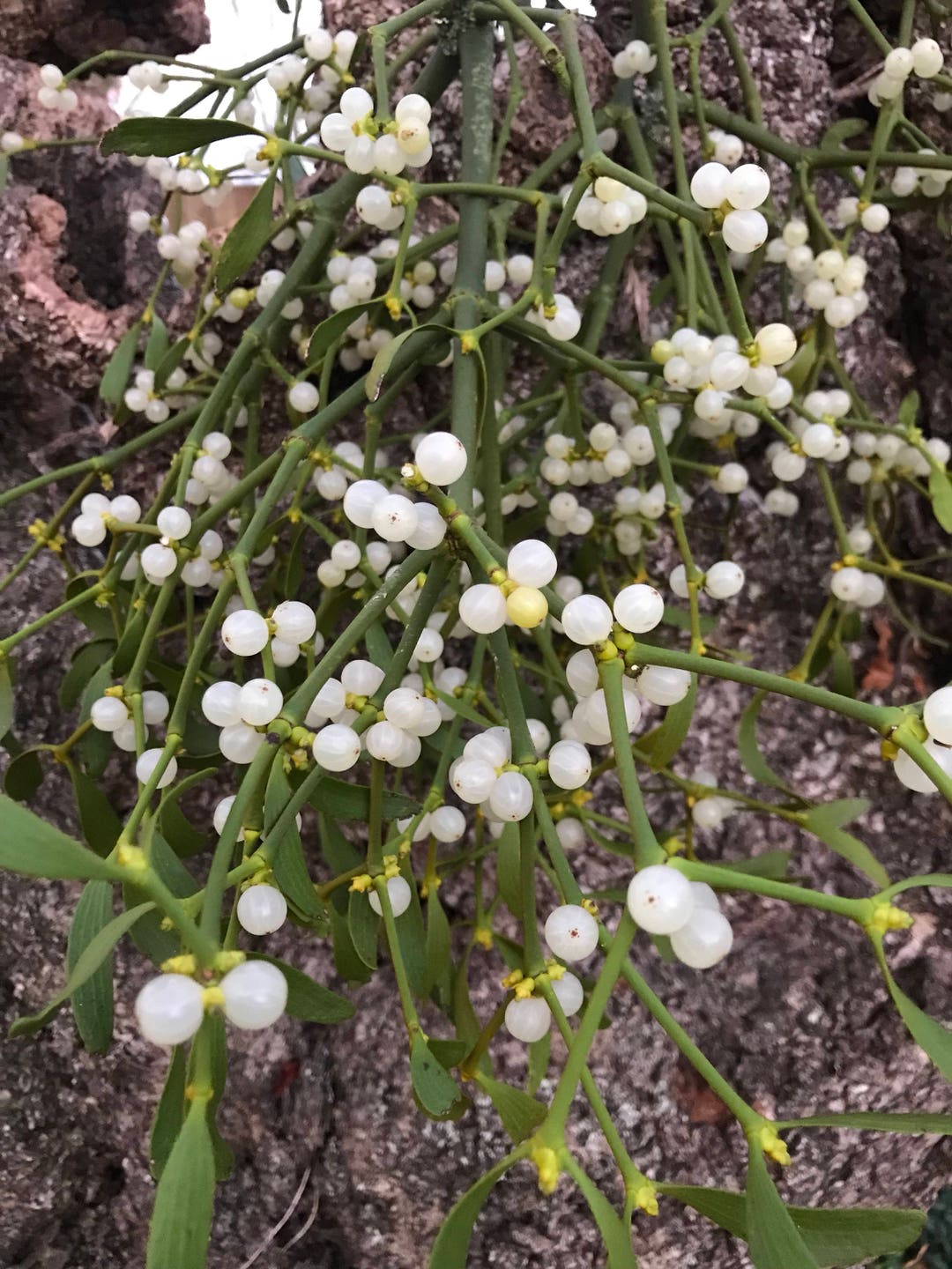 Mistletoe, Fresh Real Teme Valley Mistletoe, Large Bunch With Lots of ...